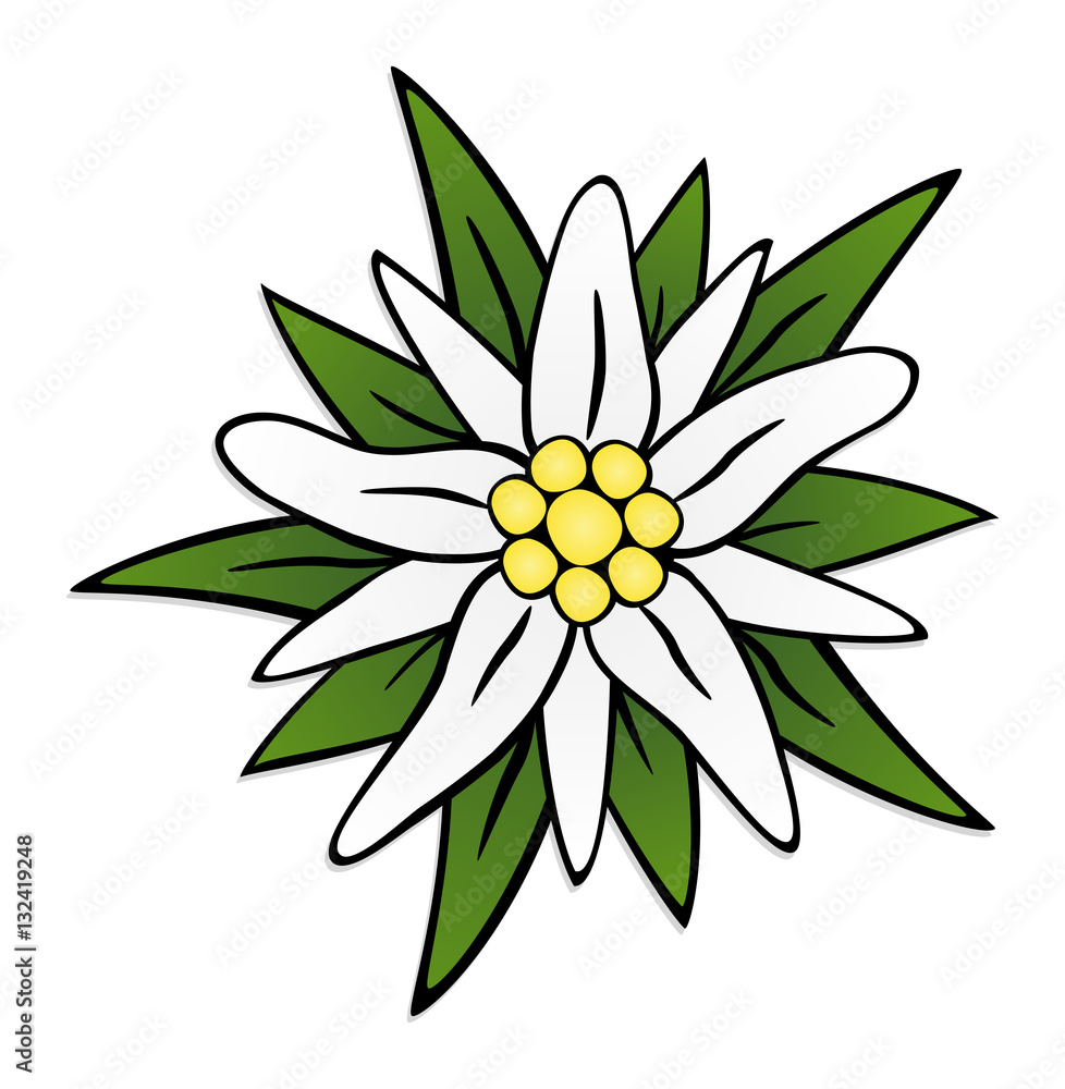 Alpen-Edelweiß, Edelweiß, Edelweiss Stock Illustration | Adobe Stock