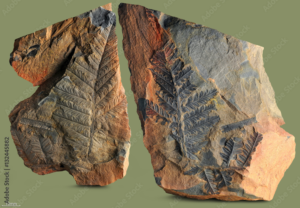 Prints of ancient plants that lived on earth 320 million years ago ...