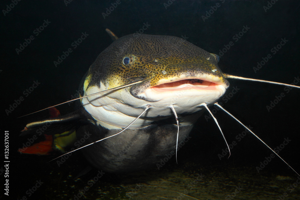Underwater photography of The Red Tail Catfish (Phractocephalus ...