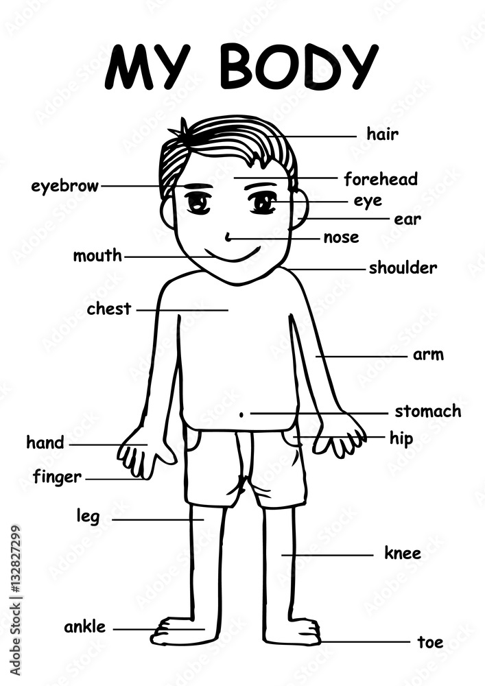 My body", educational info graphic chart for kids showing parts of ...