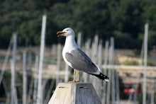 Seagull Crying Free Stock Photo - Public Domain Pictures