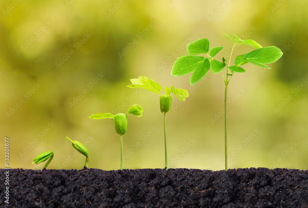 Plants seedling in germination sequence on fertile soil with natural ...