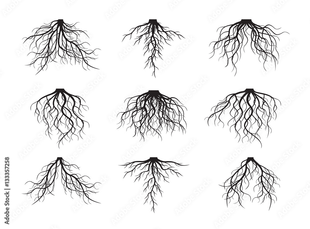 Set of Black Roots. Vector Illustration. Stock Vector | Adobe Stock
