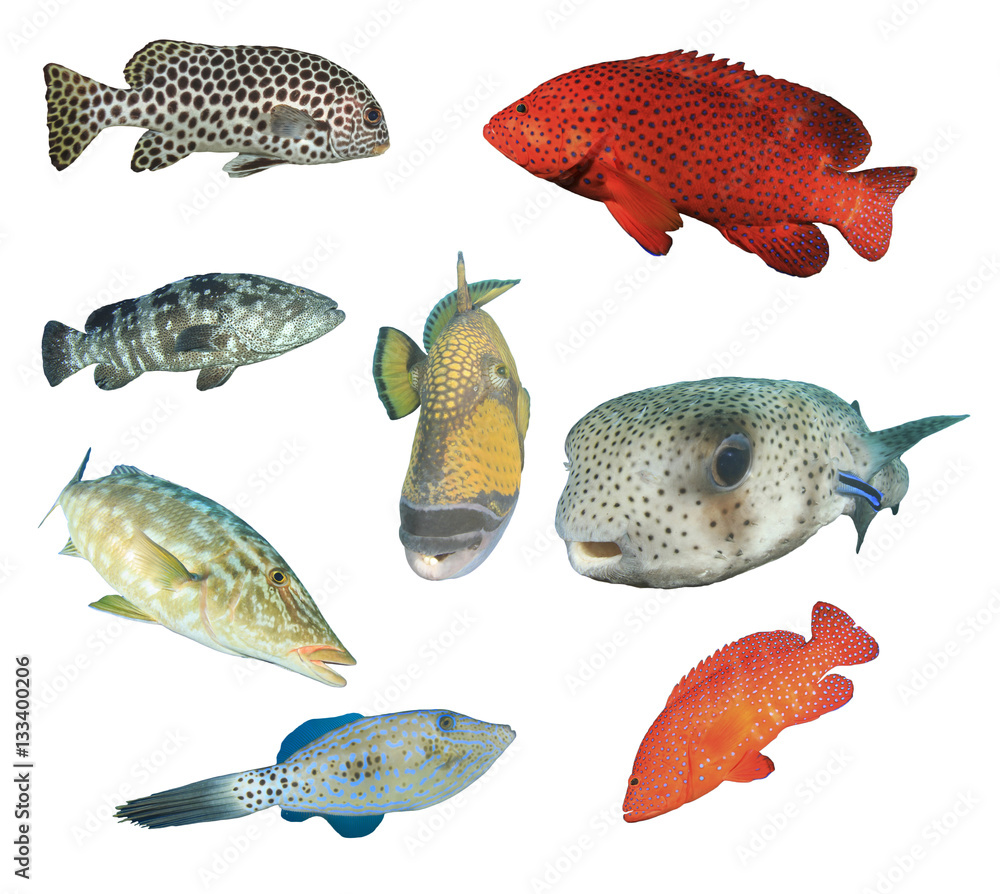 Fish isolated. Reef fish white background. Sweetlips, Grouper ...
