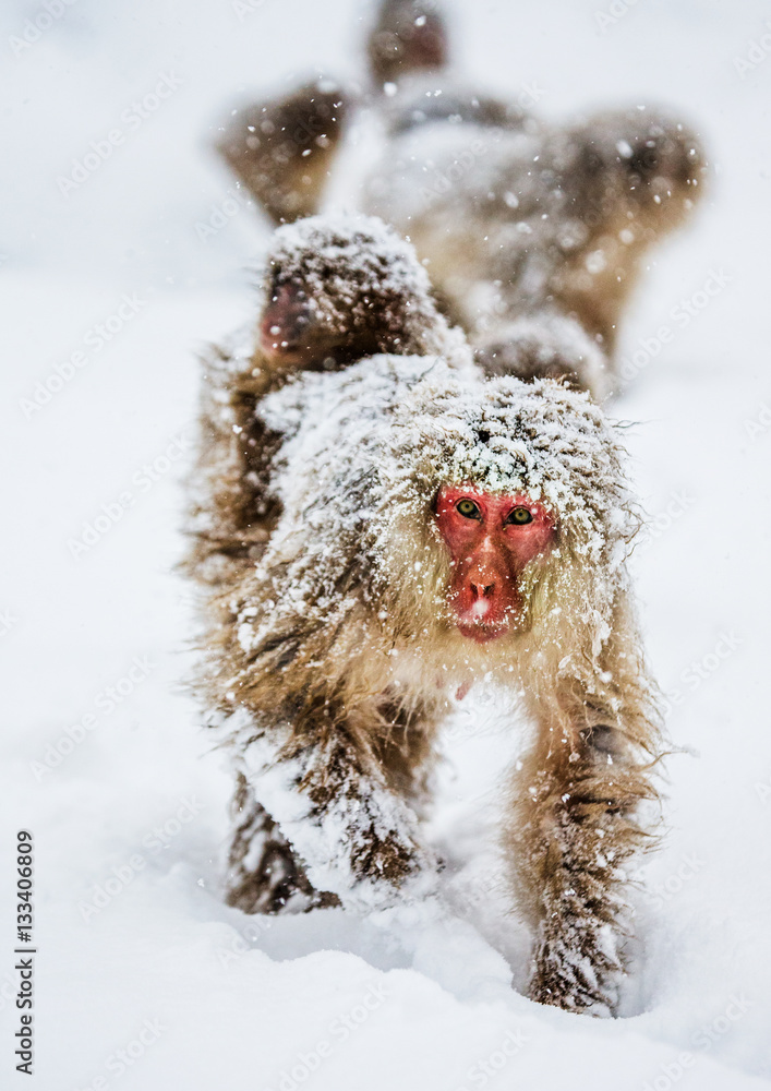 Group of Japanese macaques goes to the hot spring in the deep snow ...