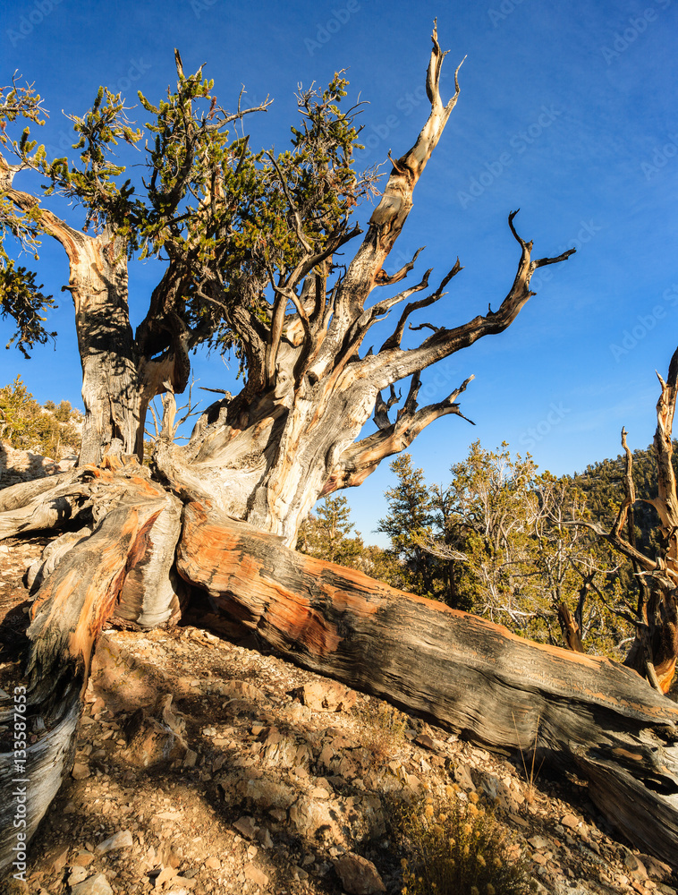 Bristlecone Pine at Bristlecone Pine Forest near Big Pine, Hwy 3 Stock Photo | Adobe Stock