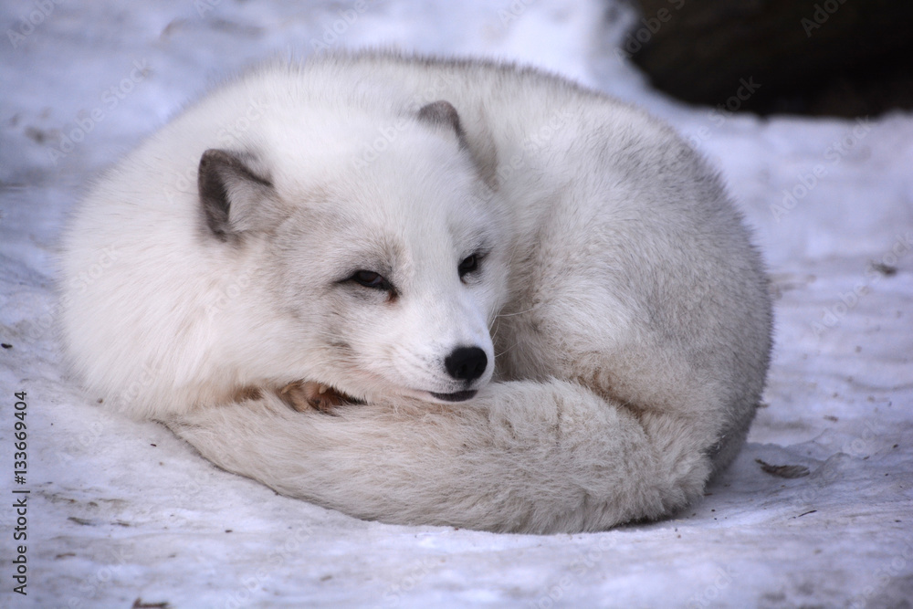 Arctic fox (Vulpes lagopus), also known as the white, polar or snow fox ...