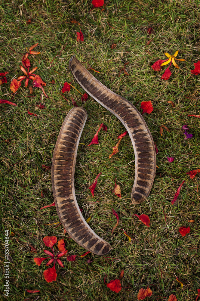 Flamboyant Tree Seed Pods. After flowering in spring and early summer ...