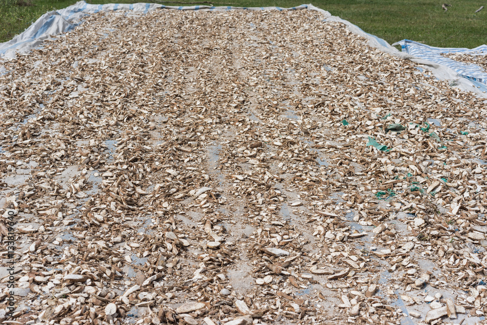 Manioc root is drying under sunlight in Mekong delta, Vietnam. Cassava ...