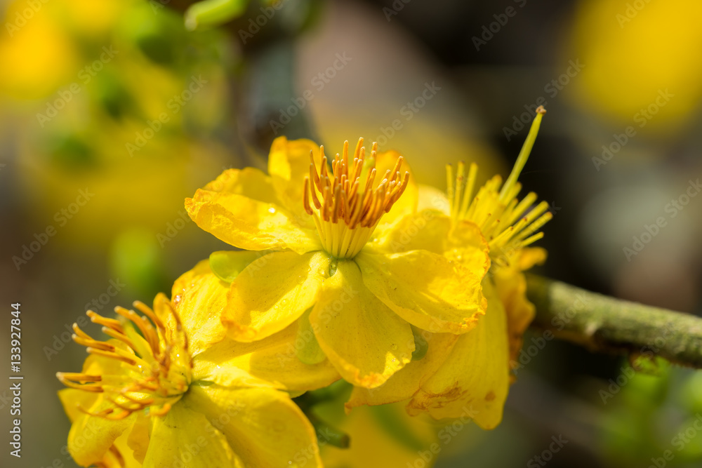 Ochna integerrima, the symbol of Vietnamese lunar new year in south ...