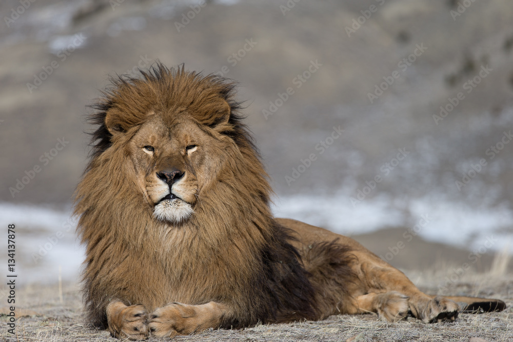 Rare captive Male Barbary Lion Stock Photo | Adobe Stock