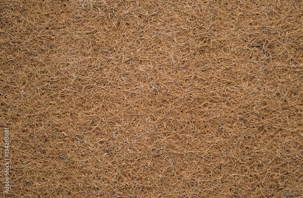 coconut texture Stock Photo | Adobe Stock