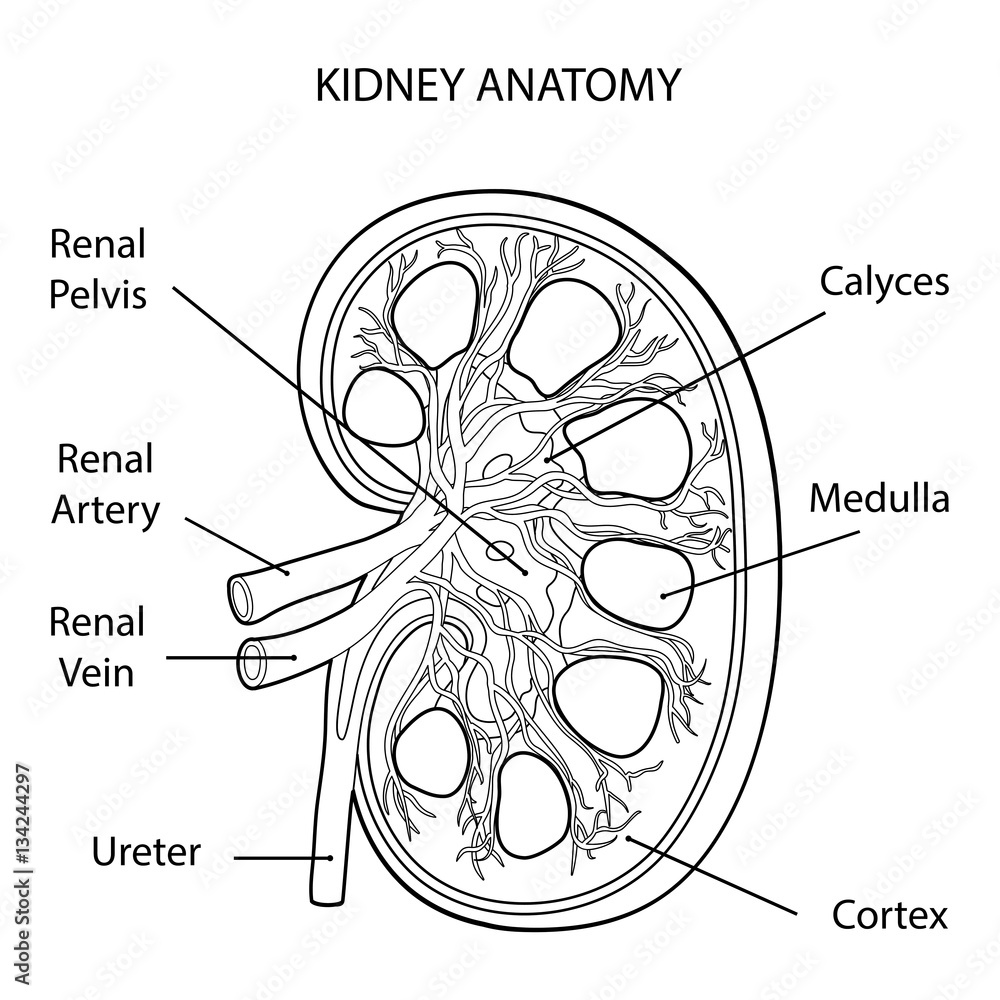 KIDNEY ANATOMY cross section OUTLINE VECTOR Stock Vector | Adobe Stock
