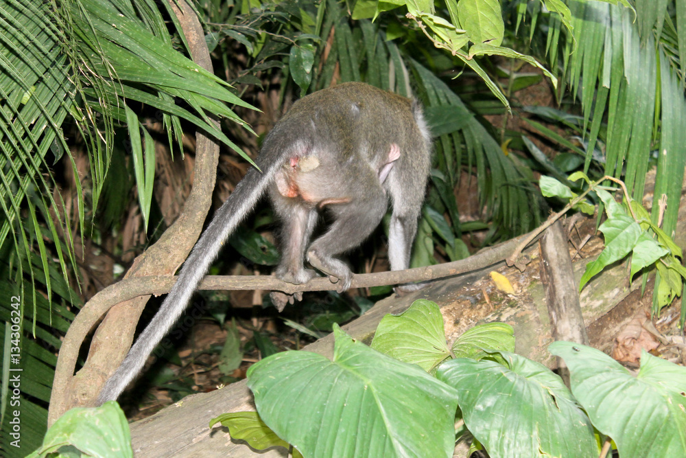 Monkey's butt from behind Stock Photo | Adobe Stock