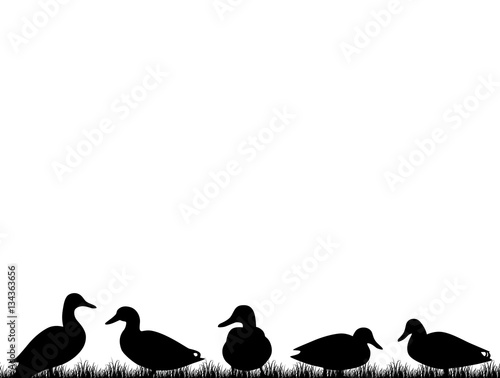 duck border Stock Vector | Adobe Stock