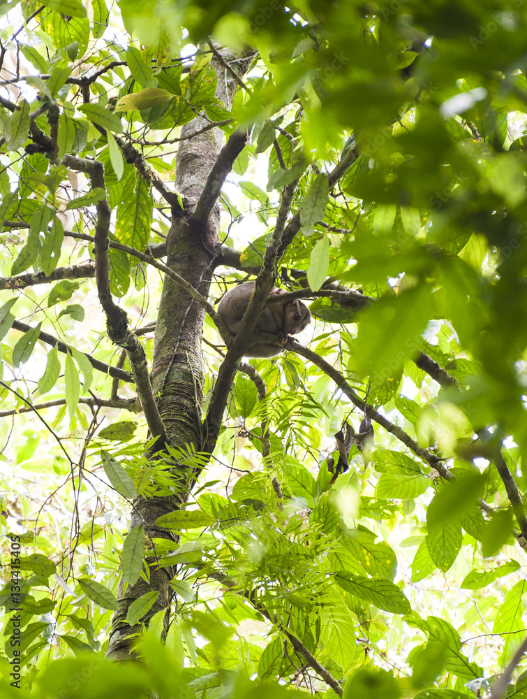 Cuscus. The cuscus spends it's life almost exclusively in the trees. It ...