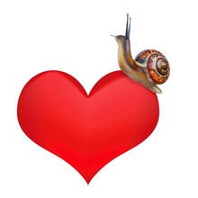 Cute Snail Valentine Heart Free Stock Photo - Public Domain Pictures