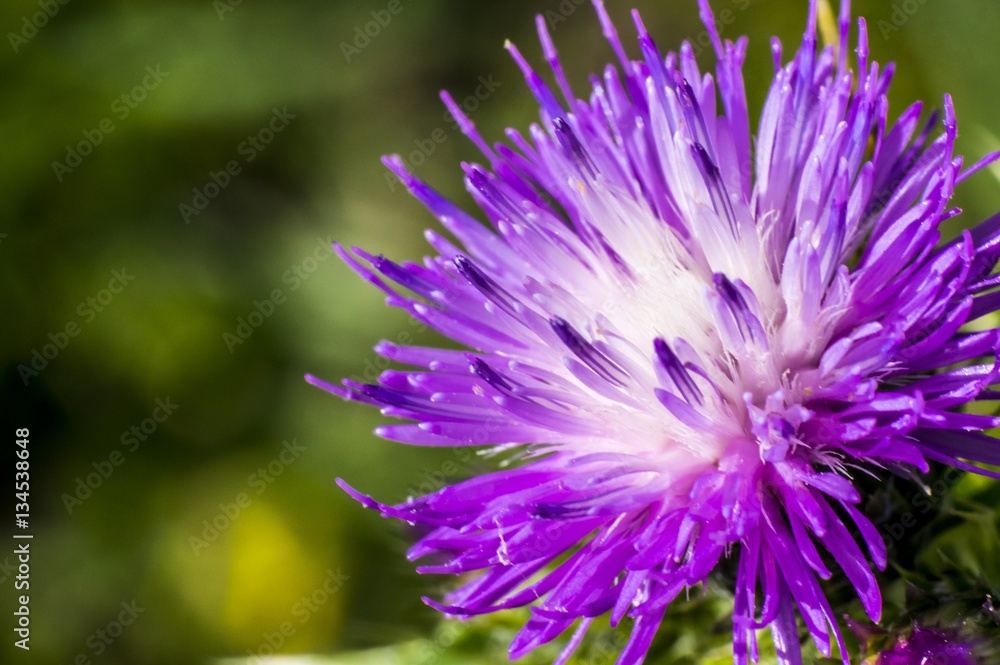 Fotografia Macro al Fiore di Cardo e Ape, Bombo, Ragno, Coleottero ...