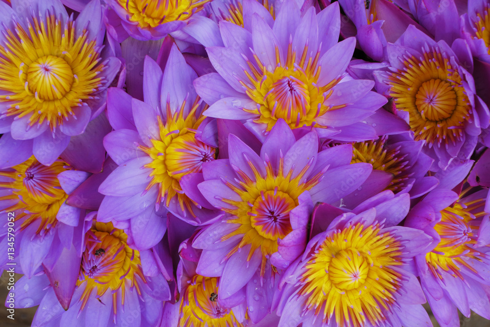 Nil Manel, Nymphaea stellata, Blue Water Lily, national flower of Sri ...