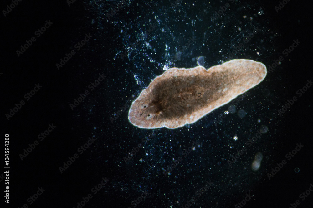 Planarian parasite (flatworm) under microscope view. Stock Photo ...
