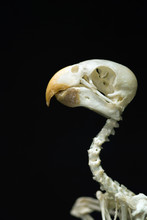 Parrot Skeleton Free Stock Photo - Public Domain Pictures