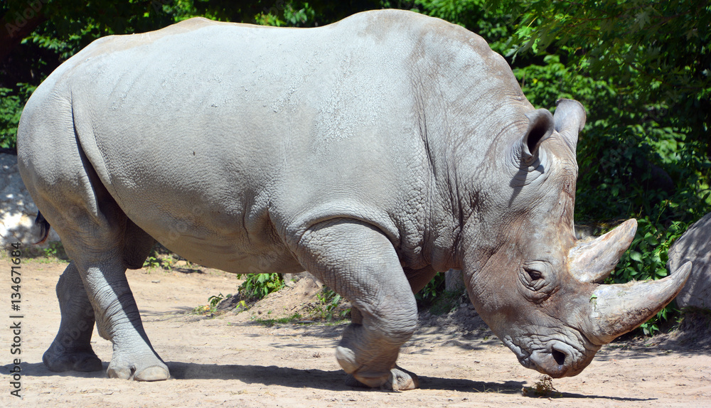 Rhinoceros also known as rhino, is a group of five extant species of ...