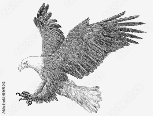 Bald eagle landing attack hand draw monochrome on white background ...