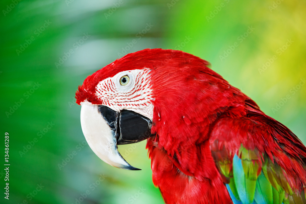 Colorful portrait of Amazon red macaw parrot against jungle. Side view ...