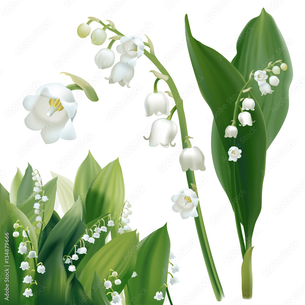 Convallaria majalis - Lilly of the valley. Hand drawn vector ...