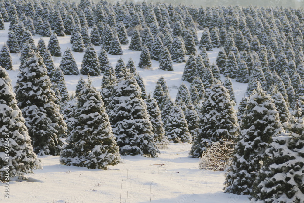 Christmas Tree Farm With Snow