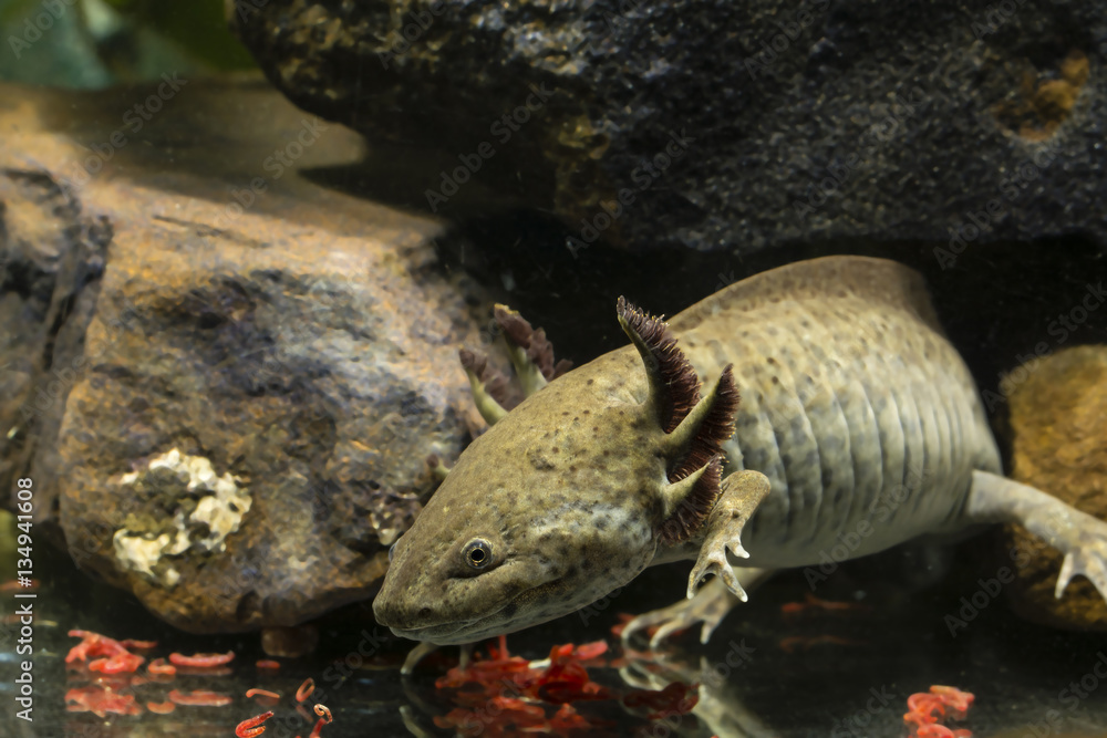 Ambystoma mexicanum, axolotl and red mosquito larvae. Stock Photo ...