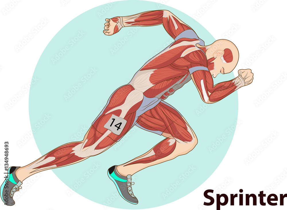 Vector illustration of Sprinter muscle anatomy Stock Vector | Adobe Stock