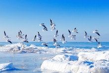 FLock Of Gulls Over Sea Free Stock Photo - Public Domain Pictures