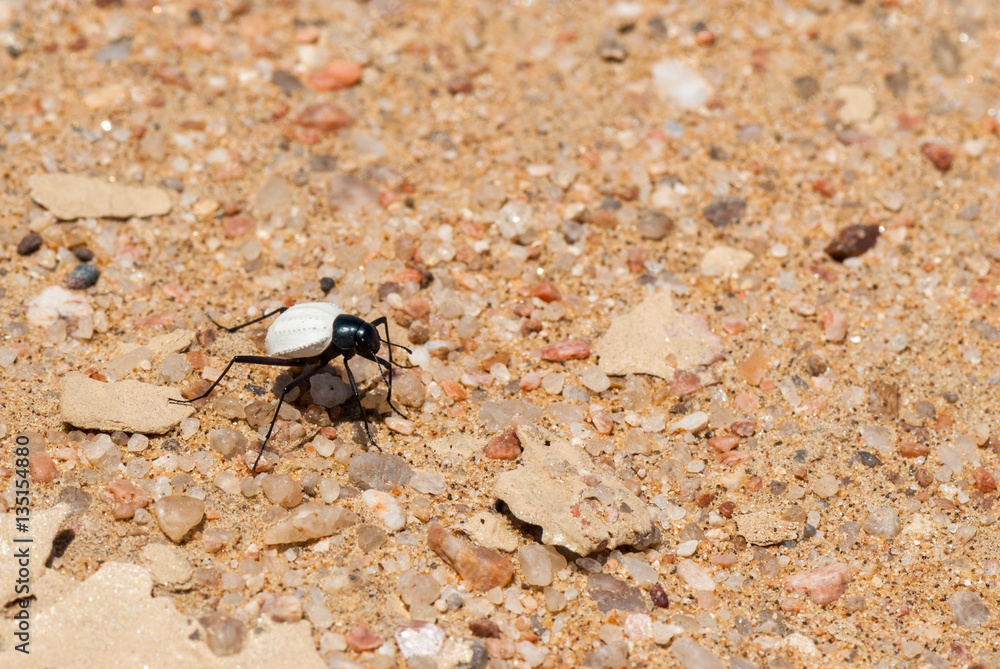 Darkling Beetle (Stenocara eburnea), Tok Tokkie, Namib desert, Namibia ...