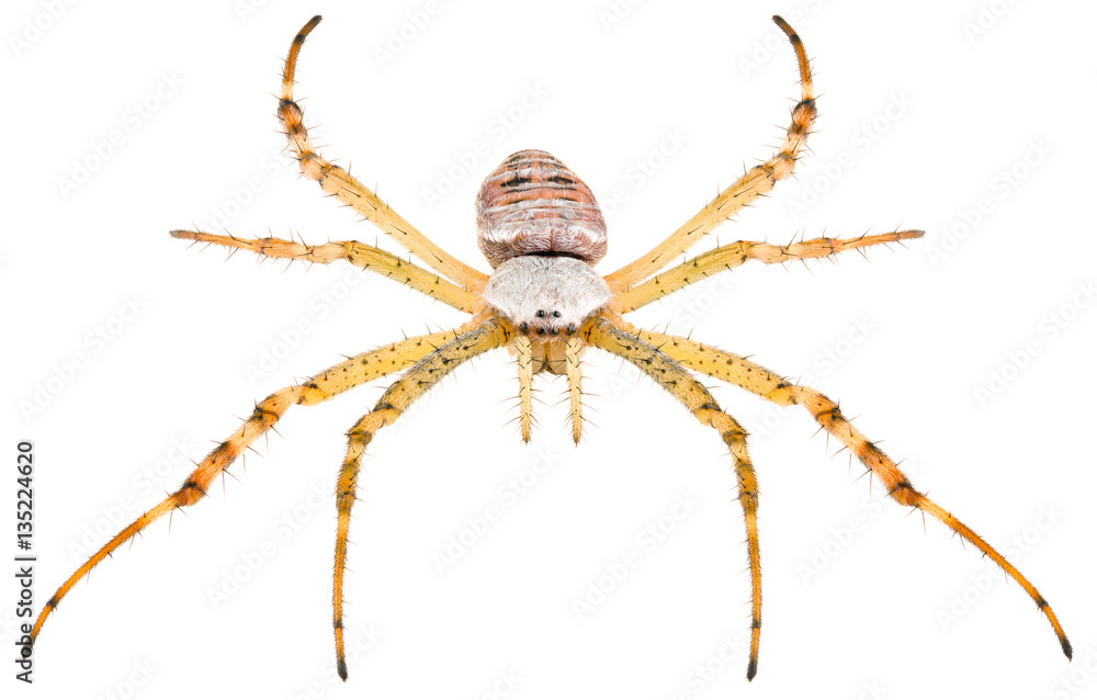 Argiope bruennichi spider or wasp spider is a species of orb-web spider ...