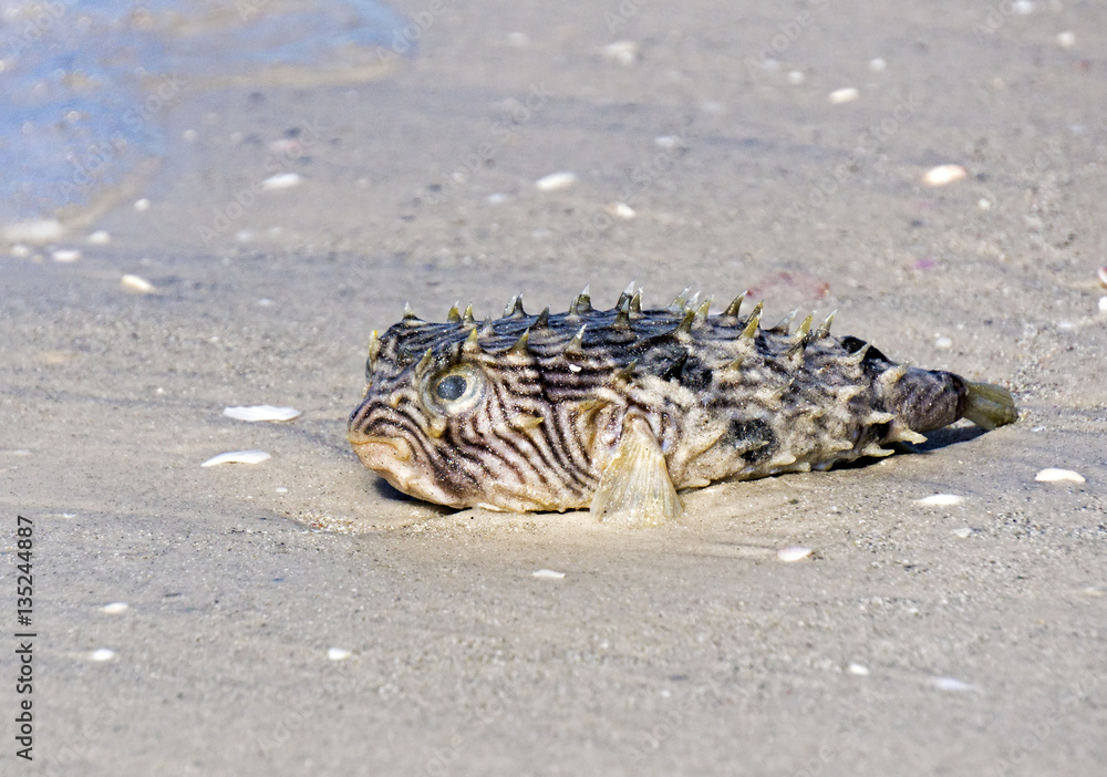 Dead Puffer Fish (Tetraodontidae) laying on a sandy beach after a storm ...