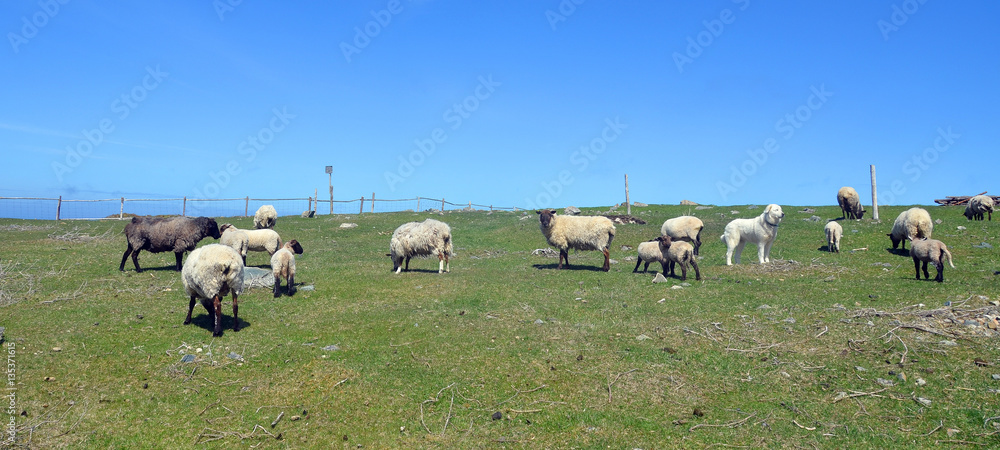 Sheeps and Pyrenean Mountain Dog, known as the Great Pyrenees in North ...
