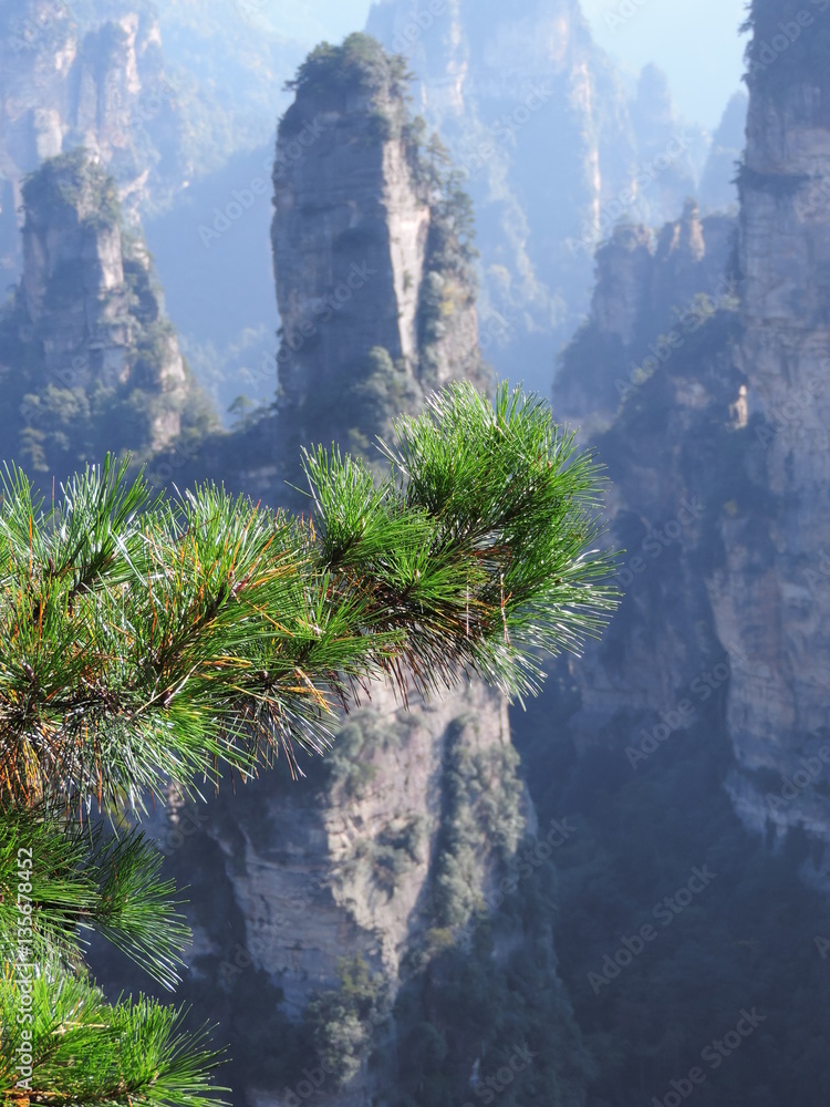 Foto de Stock Branches of a Fir-tree or Pine in Tianzi Mountain (Avatar ...