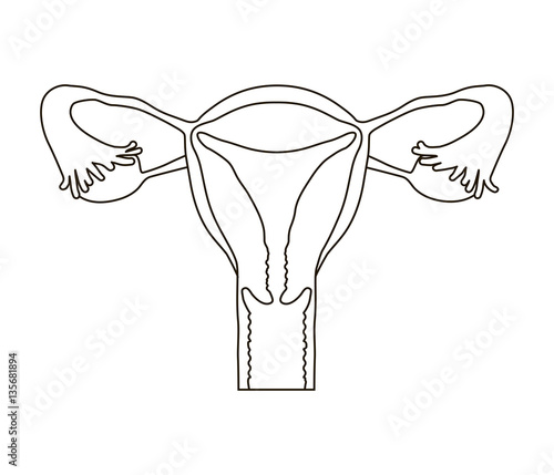 Female Reproductive System Vector De Stock Adobe Stock