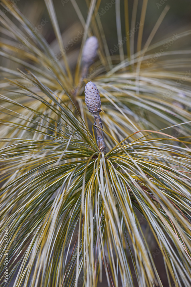 Bhutan pine (Pinus wallichiana). Called Blue Pine, Himalayan Pine and ...