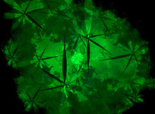 Fractal Canopy Free Stock Photo - Public Domain Pictures