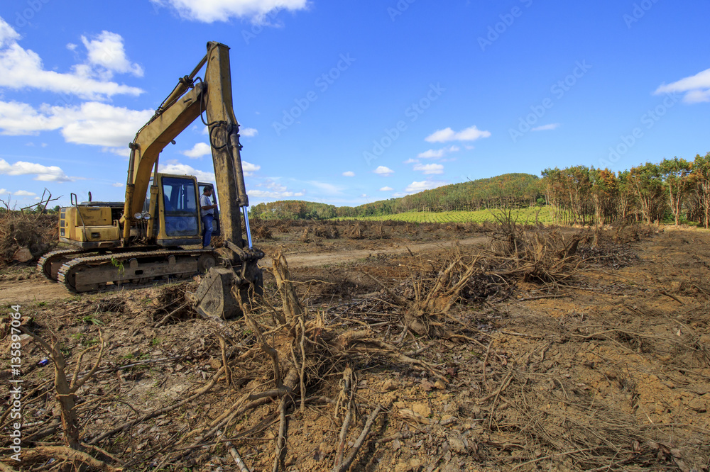 Deforestation, logging, trees cut down in forest Stock Photo | Adobe Stock