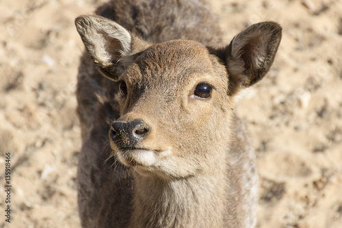 closeup to little dear face - Buy this stock photo and explore similar ...