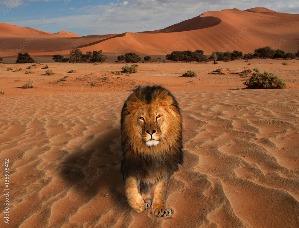 Lion walking on the desert at the sunset great king of the anima Stock ...