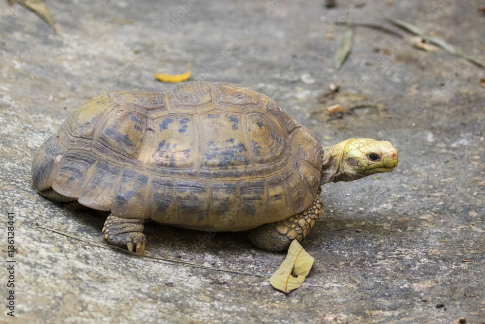 Image of an eastern chicken turtle in thailand. Wild Animals. Stock ...