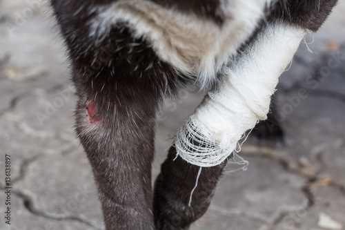 Wound On Dog Paw Buy This Stock Photo And Explore Similar Images At wound-on-dog-paw-buy-this-stock-photo-and-explore-similar-images-at