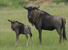 Gnu Baby And Family Free Stock Photo - Public Domain Pictures