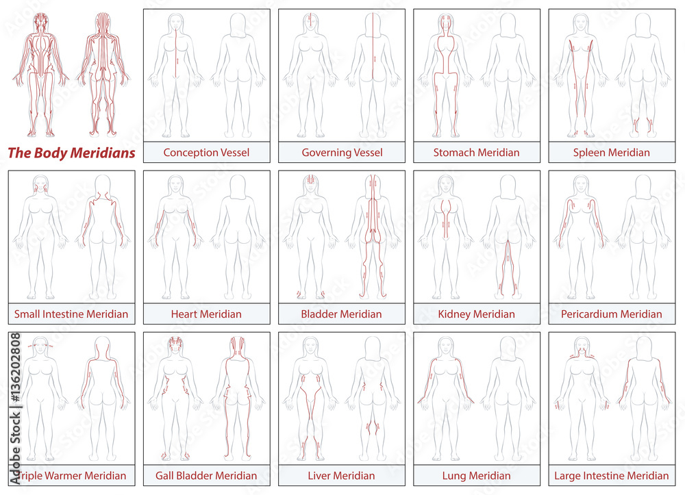 Body meridians chart - female body - schematic diagram with main ...