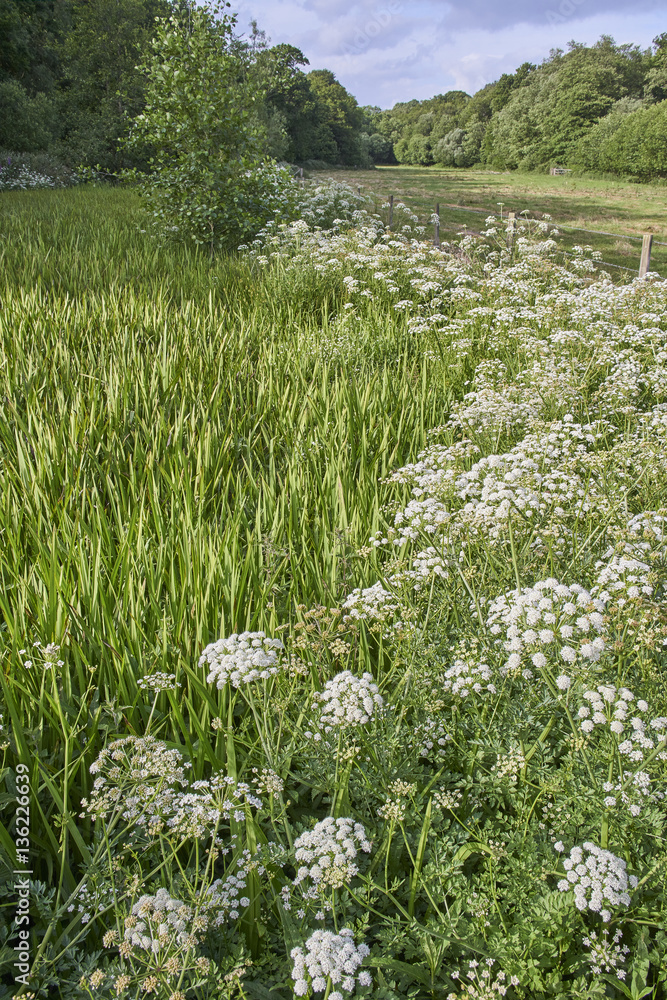 Hemlock Water Dropwort growing by an overgrown pond with Branched Bur ...