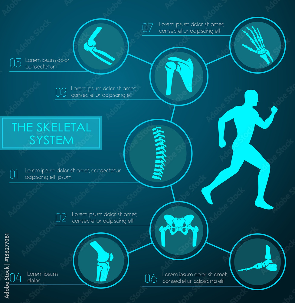 Medical infographic of human skeletal system Stock Vector | Adobe Stock